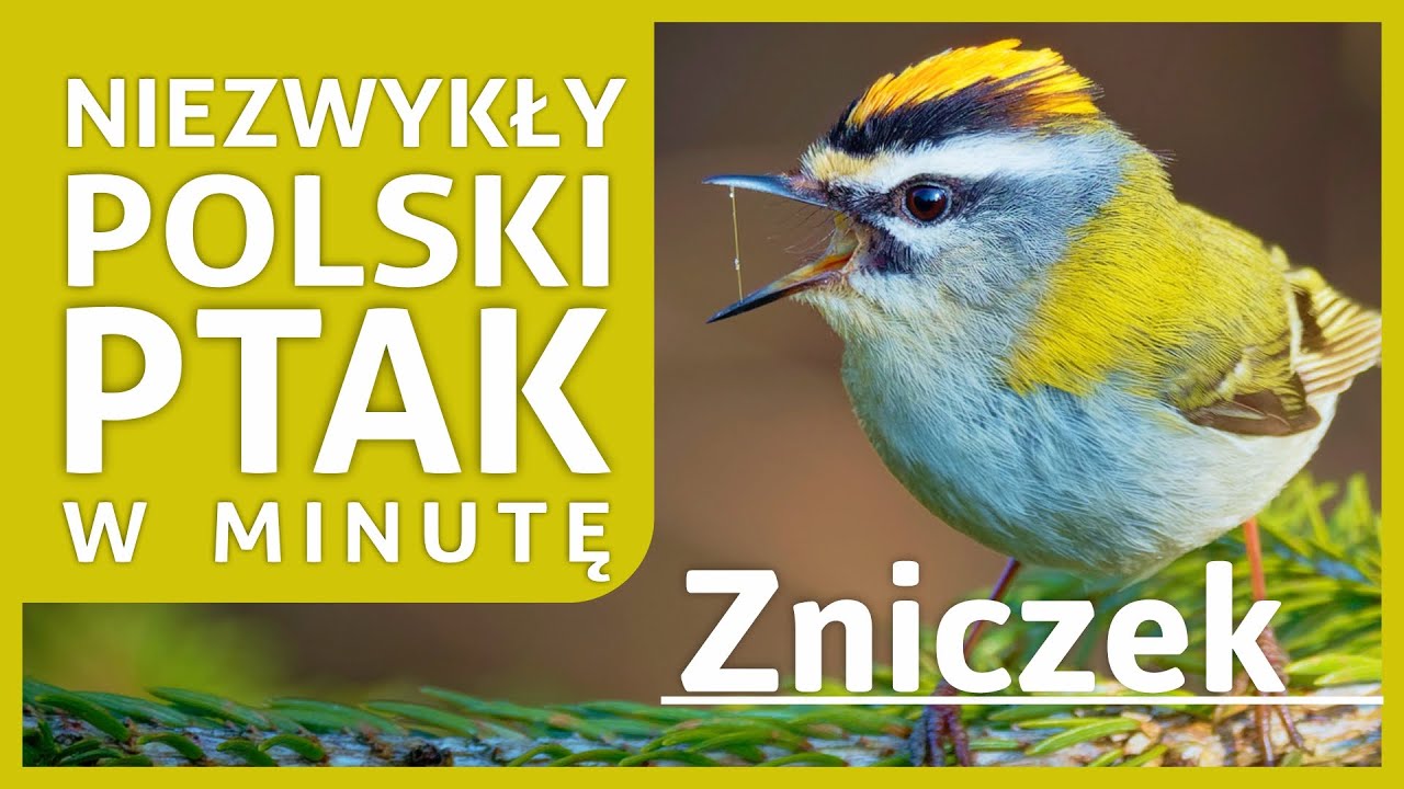 Zniczek - Śpiew, Wygląd i Opis Zniczka [Niezwykły Polski Ptak] - YouTube