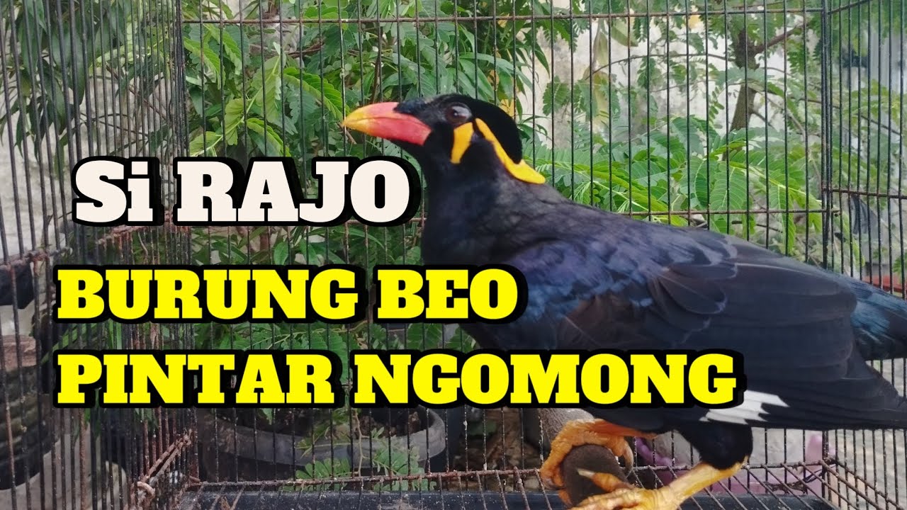 Si RAJO BURUNG BEO PINTAR NGOMONG‼️ - YouTube