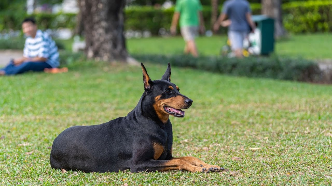 How to Groom Your Doberman Pinscher s Coat to Prevent Dryness and ...