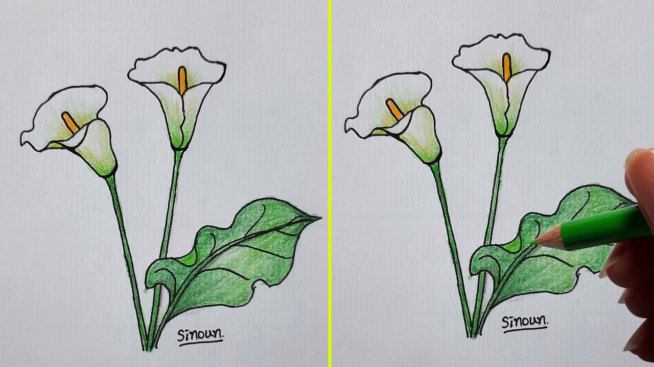 How to Draw Calla Lily Flower - YouTube