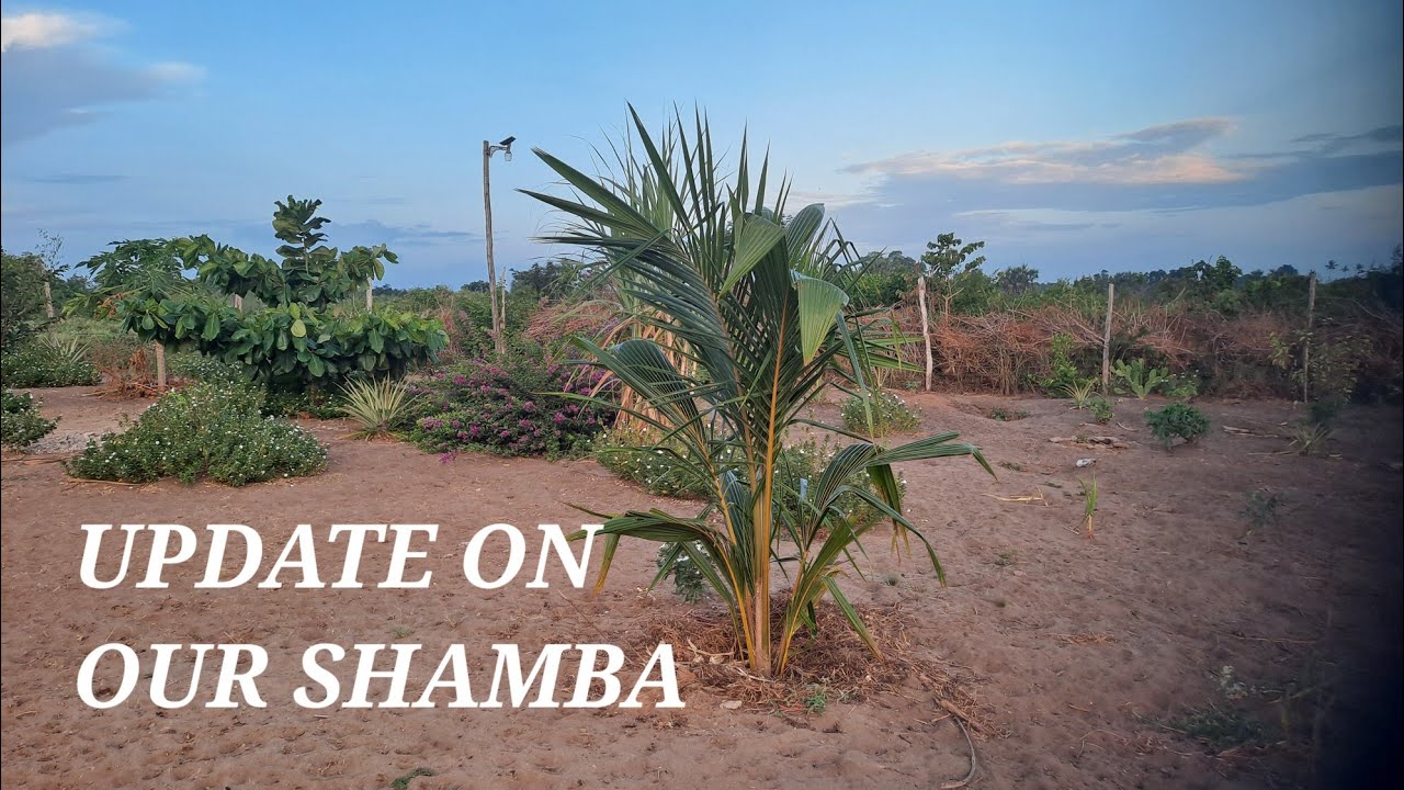 Monthly Update On Our Shamba - YouTube
