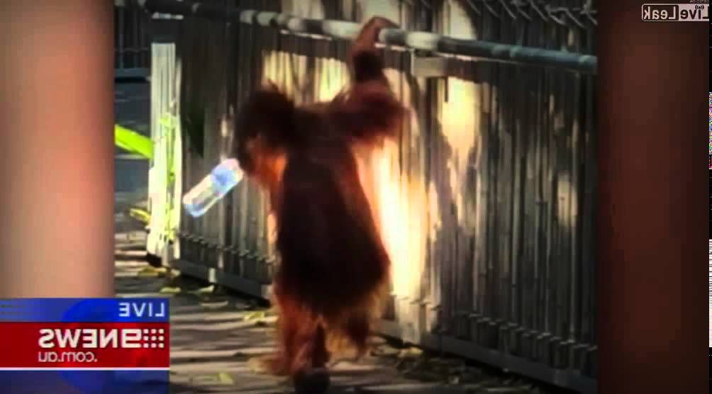 FHRITP Live News Australia - YouTube