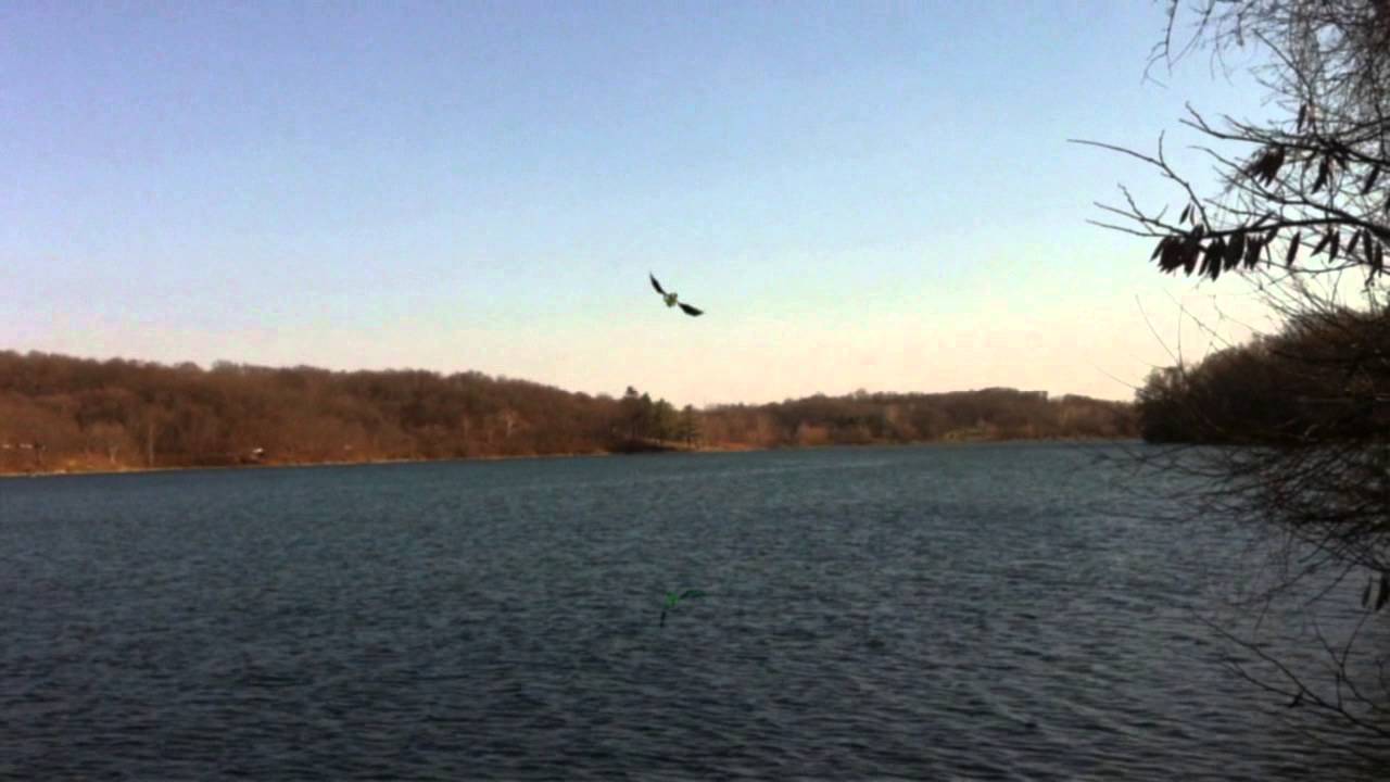 Dragon spotted flying by lake - YouTube