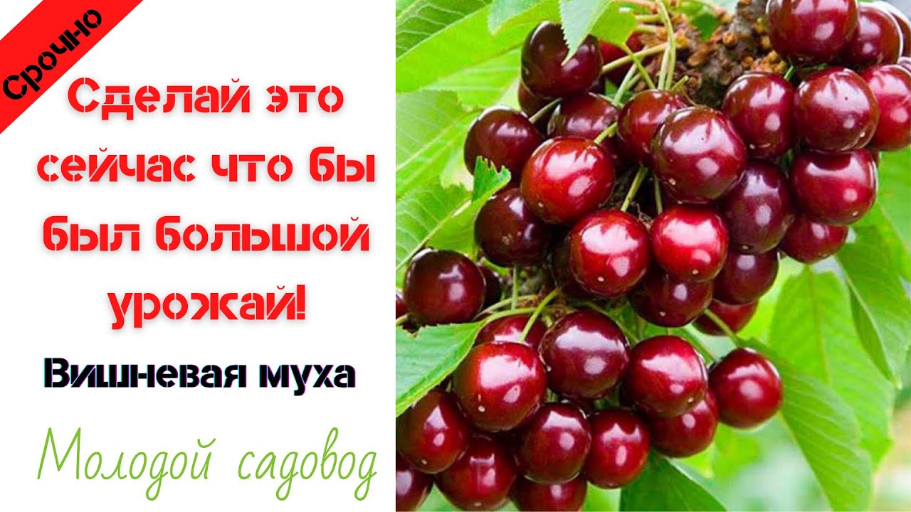 Вишневая Муха | Борьба с Вишневой мухой | Тля на Черешни | Борьба с ...