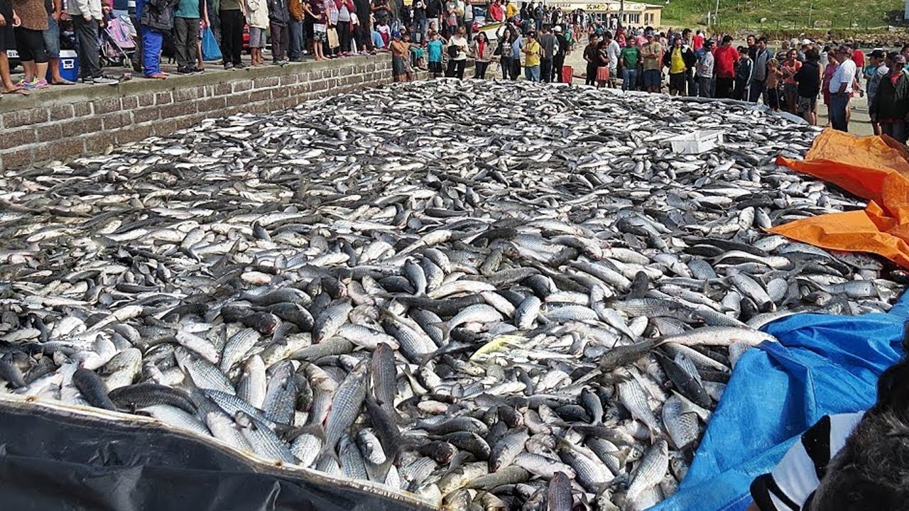 Amazing Fishermen Big Catch a Lot of Fish - Traditional Net Fishing And ...