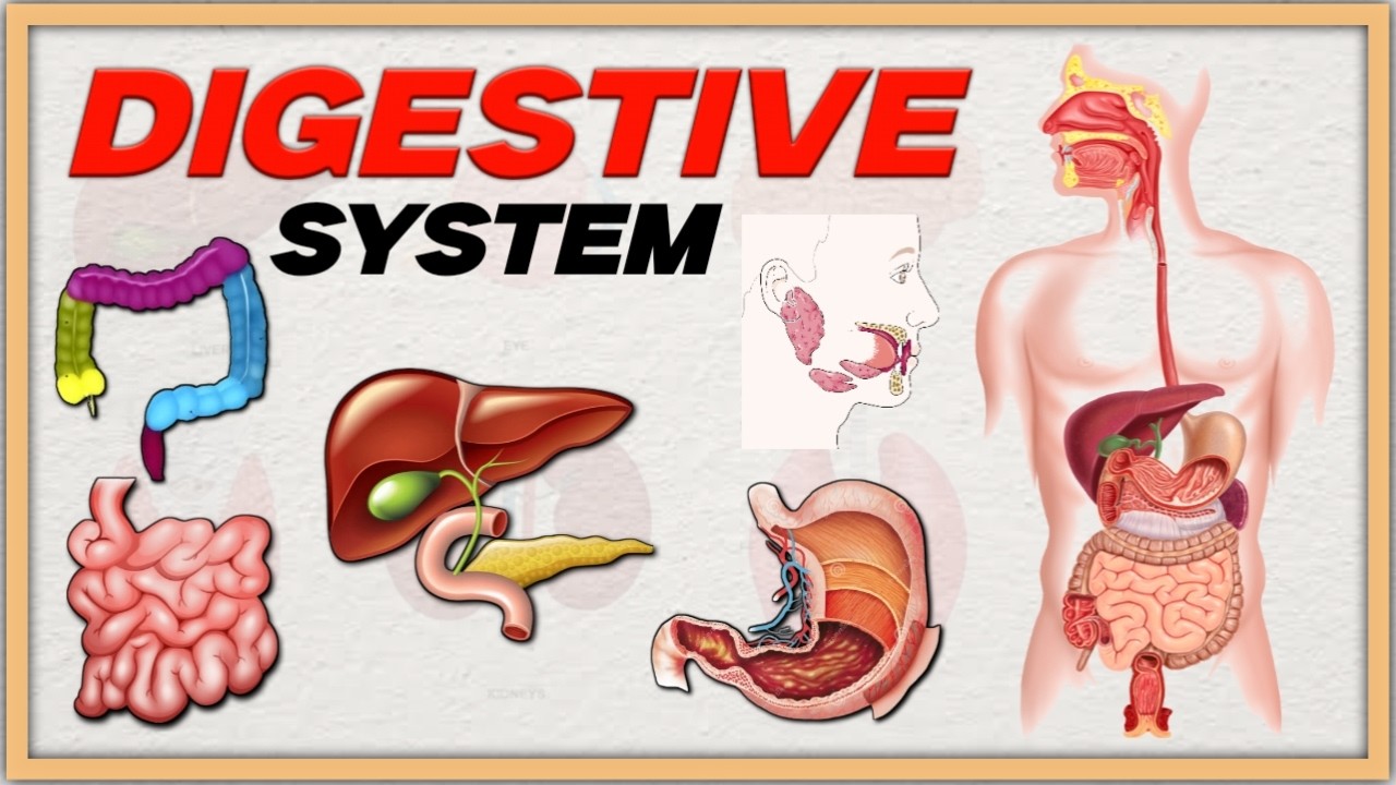 Digestive System Explained in 4 Minutes | Organs, Functions & Process ...