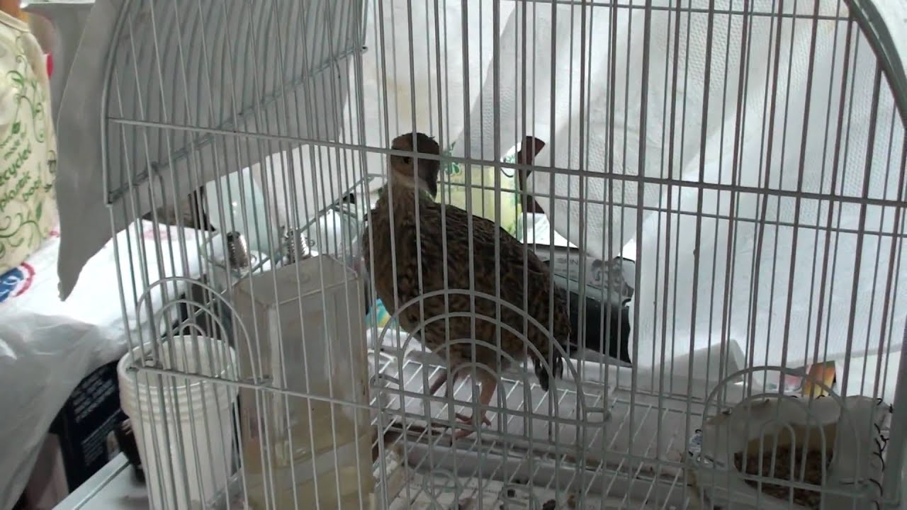 Kala Teetar Baby (HD) - YouTube