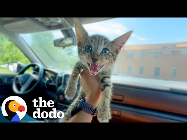 We Got A VERY Cute Update To This Viral Story | The Dodo - Videos For Kids
