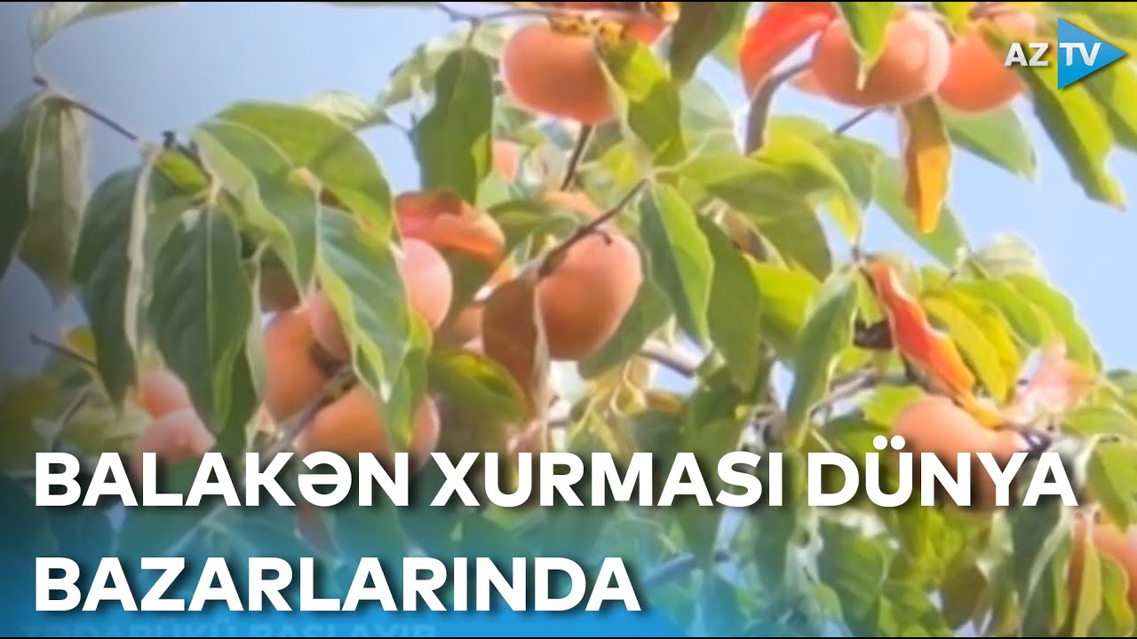 Balakəndə xurma yığımı davam edir: məhsul dünya bazarlarına çıxarılır ...