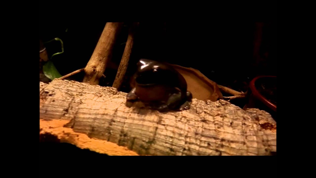 Whites tree frog croaking collection - YouTube