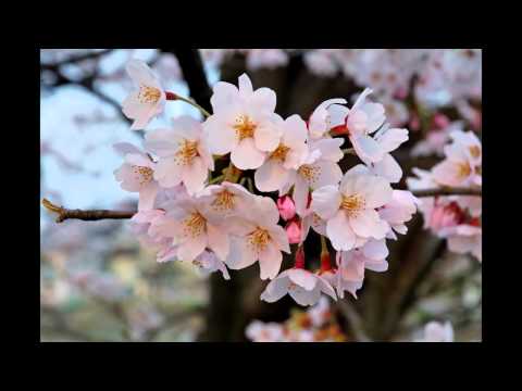 【Mira】 Sakura/桜 - 歌ってみた (Pitched down)