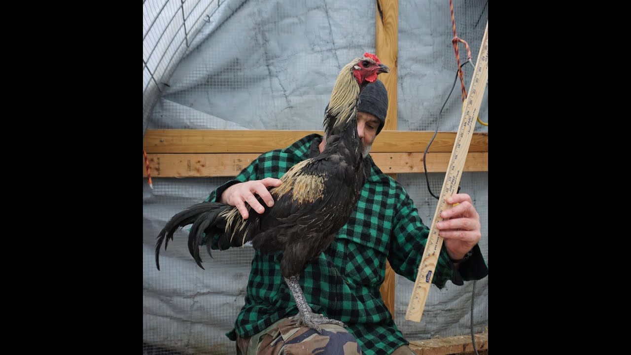 Shamo, Asil, Aseel, Liege Fighter Belgium Giant Chicken - YouTube