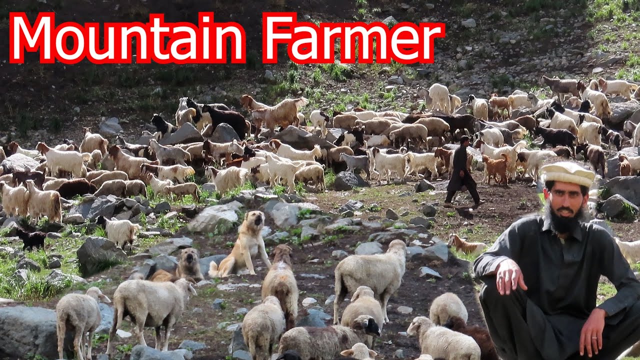🌟 Life on the Mountain: A Farmer’s Tale with 300 Goats and Sheep 🌟 ...