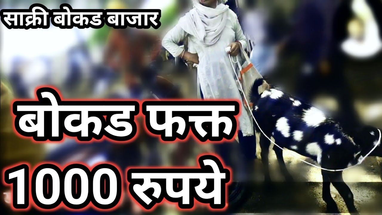 साक्री बोकड बाजार : bokad palan : बोकड पालन - YouTube
