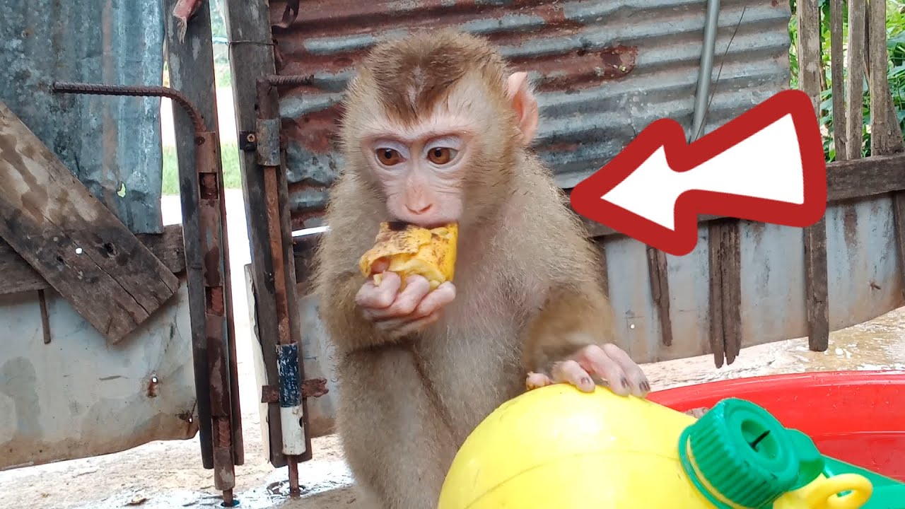 eat banana and bath ... #monkeymonkey #babymonkey #viral #monkeyvideo #animals #youtube - YouTube