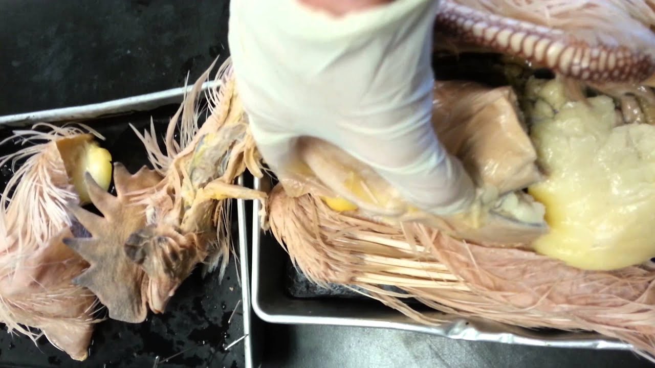 chicken dissection - YouTube