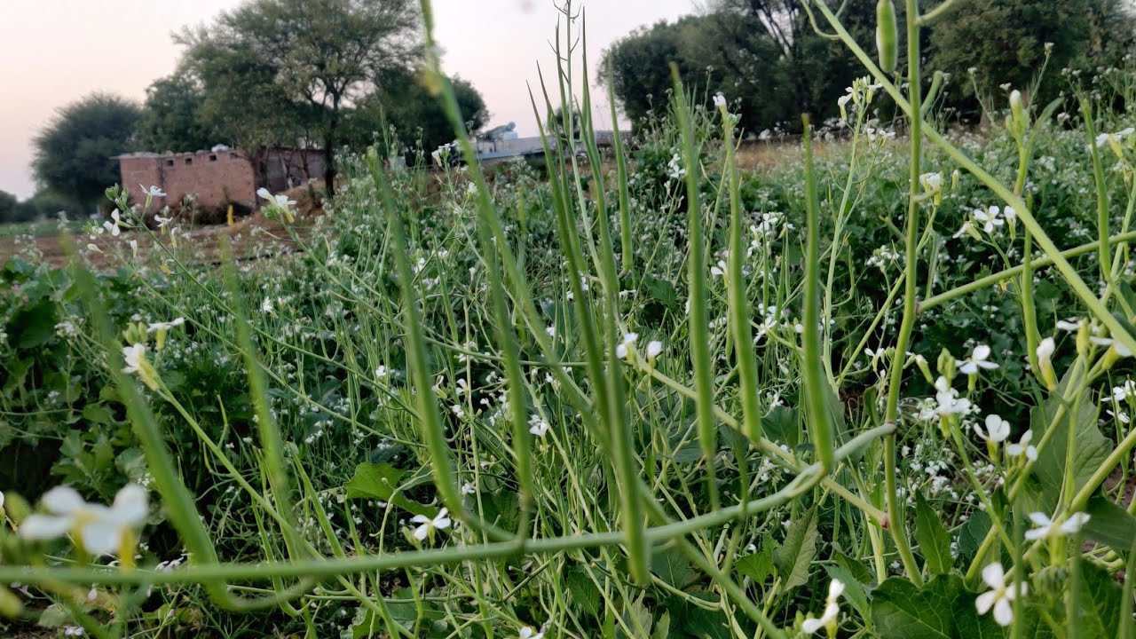 mogri ki kheti - YouTube