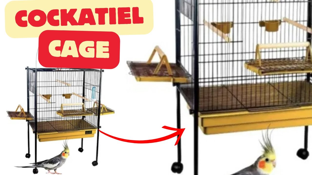 Learn how to choose the right cage for your cockatiel - YouTube
