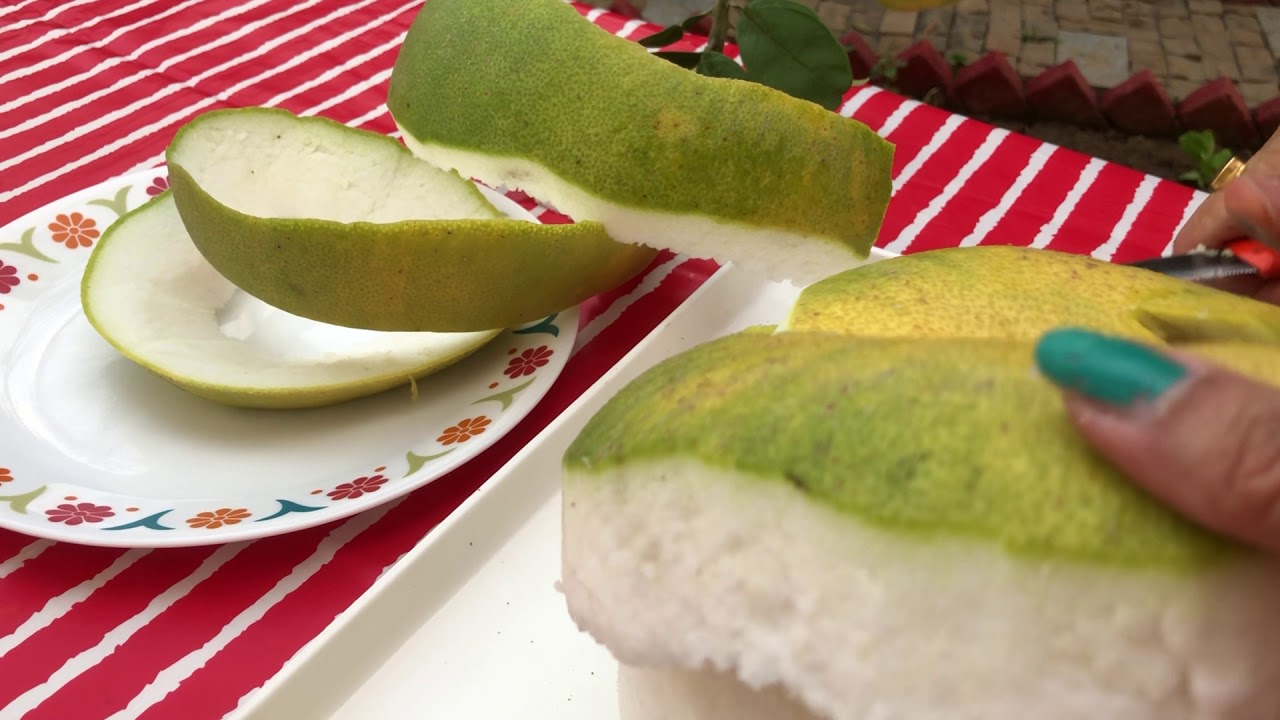 Chakotra tree at my home - YouTube