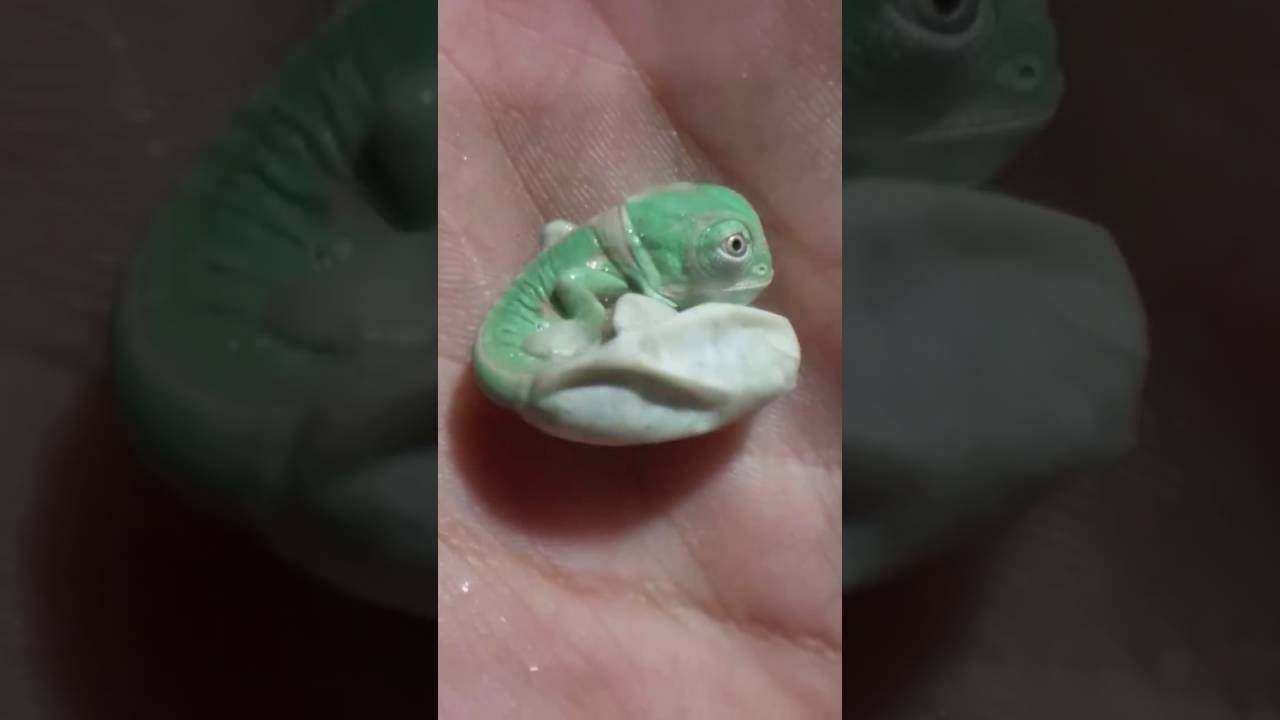 a baby Chameleon is born - YouTube