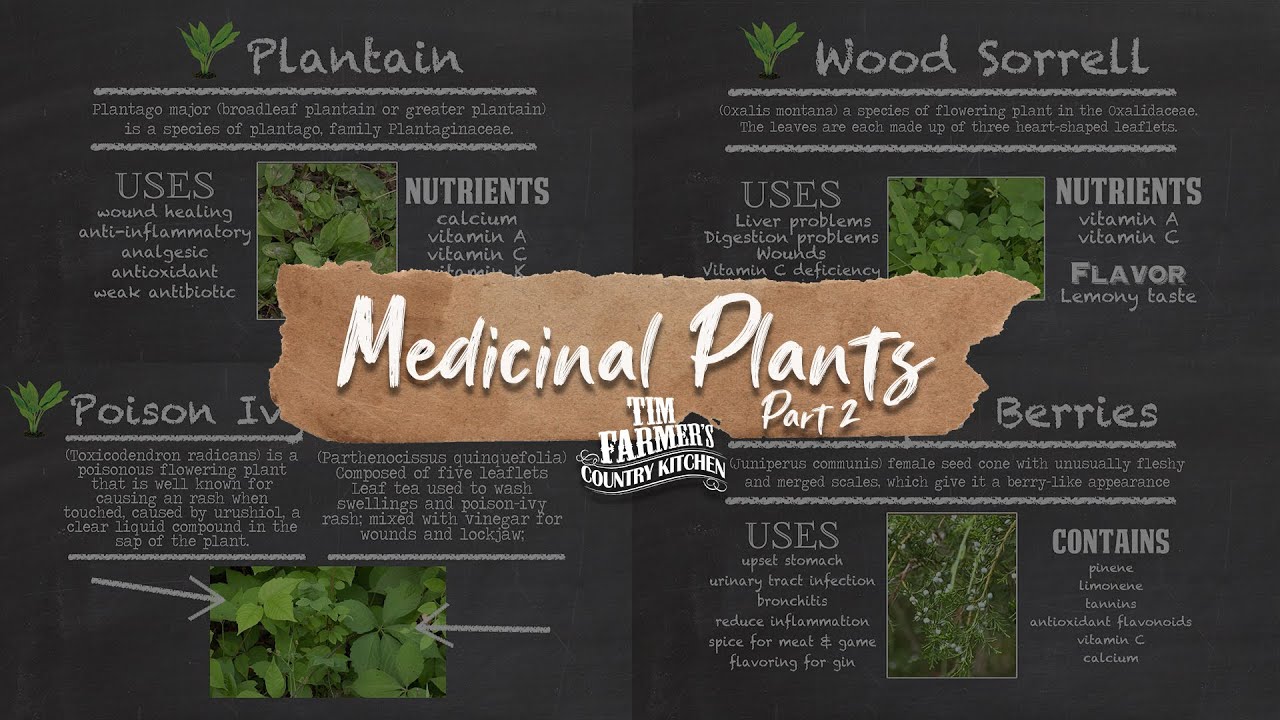 NATIVE MEDICINAL PLANTS 2 | Plantain, Wood Sorrell, Virginia Creeper ...