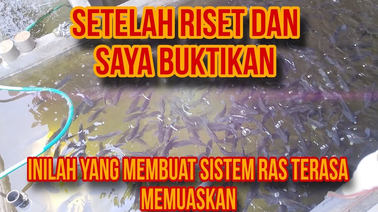 Keunggulan Budidaya Ikan Nila Sistem RAS||#budidayaikannila - YouTube
