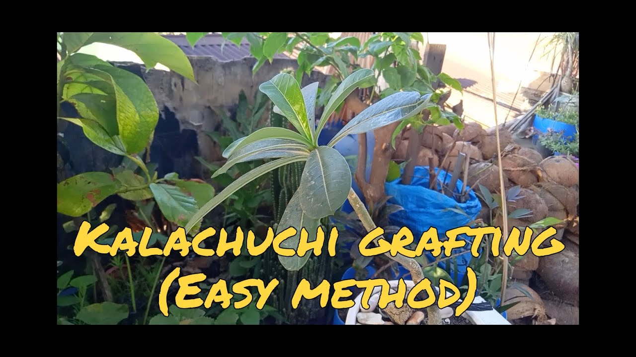 How to graft Kalachuchi? | Paano i-graft ang Kalachuchi? | Easy method ...