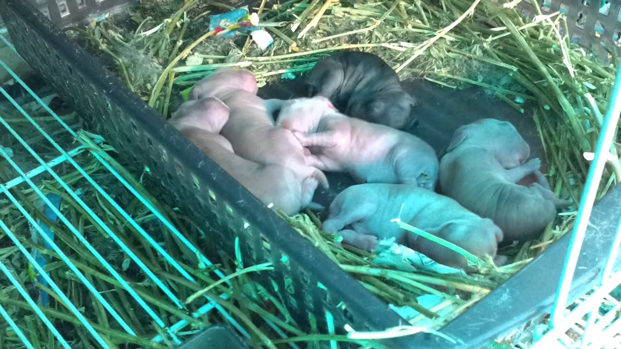 my rabbit giving birth to half a dozen..... - YouTube