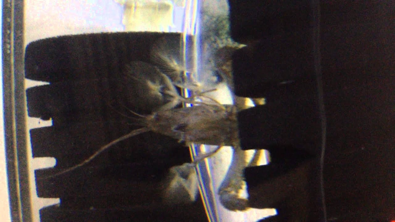 atya gabonensis feeding - YouTube