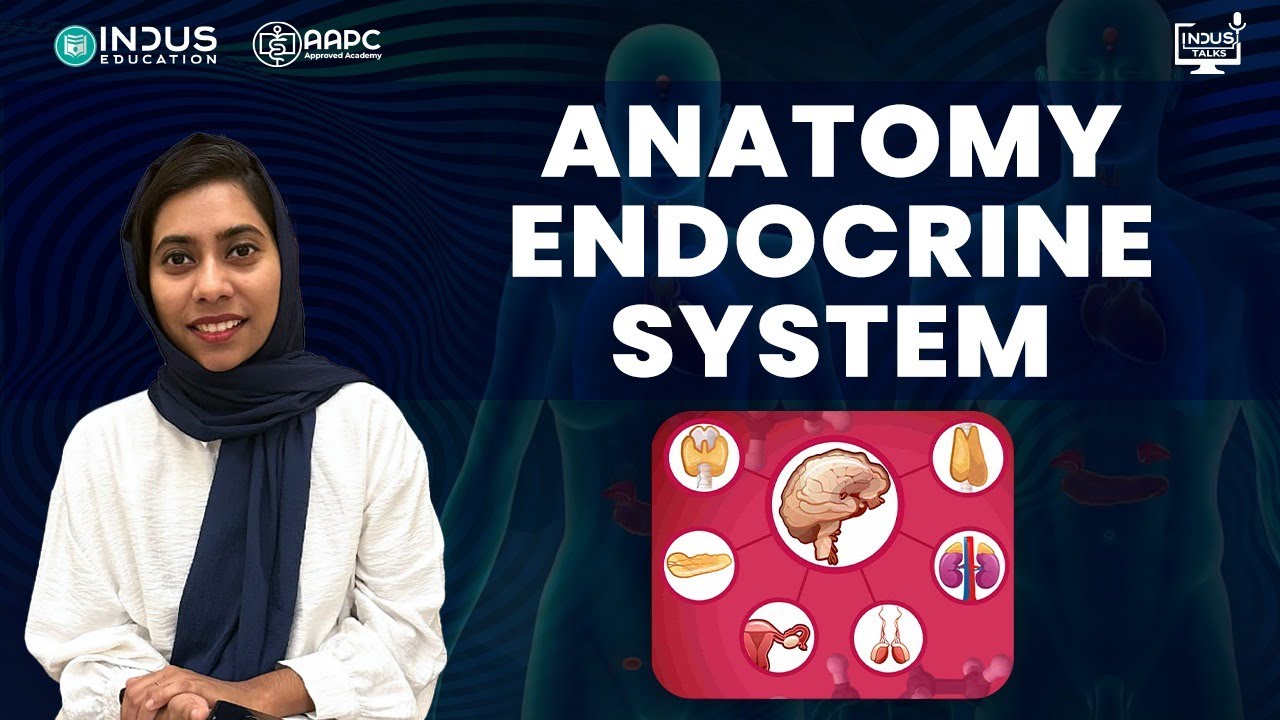 Anatomy Endocrine System Medical Coding Anatomy Indus Education 3539