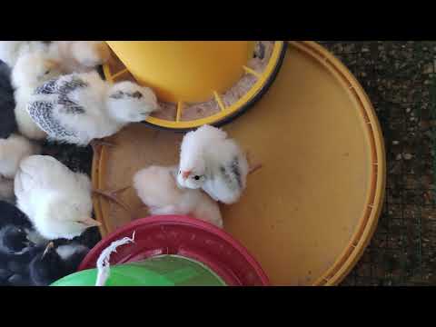 BOYNU DÖNÜK DOĞAN CİVCİV DÜZELDİ. KAFAYI DENGEDE TUTAMAYAN CİVCİV