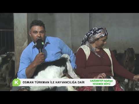DEPREM BÖLGESİ HAYVANCILIK FAALİYETLERİ (ISLAHİYE/GAZİANTEP) | OSMAN TÜRKMAN İLE HAYVANCILIĞA DAİR