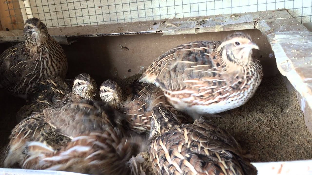 Close up Quails sand bathing - YouTube