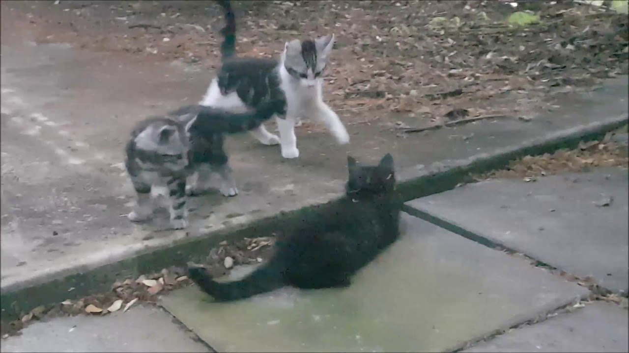 3 kittens playing - YouTube
