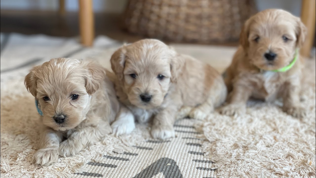 Honey-Hank 3/16/24 maltipoo puppies 4 weeks old - YouTube