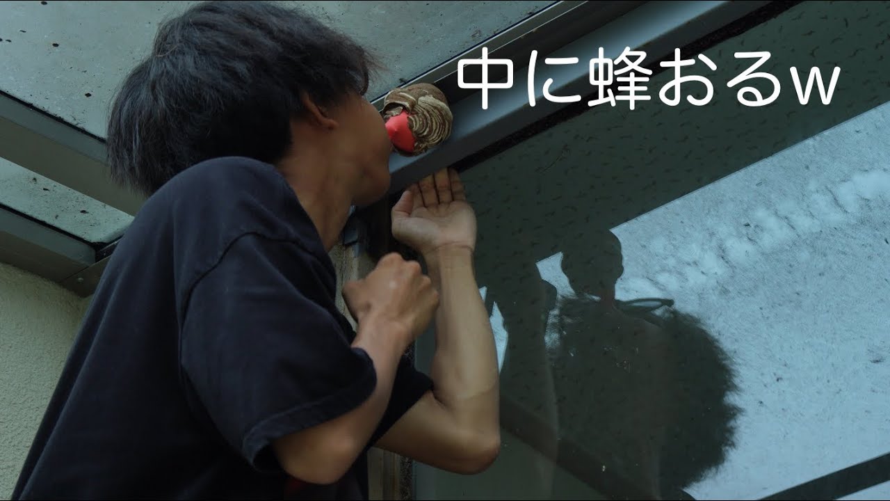 【超危険】スズメバチの巣に風船入れて膨らませて破裂させよーぜ Youtube