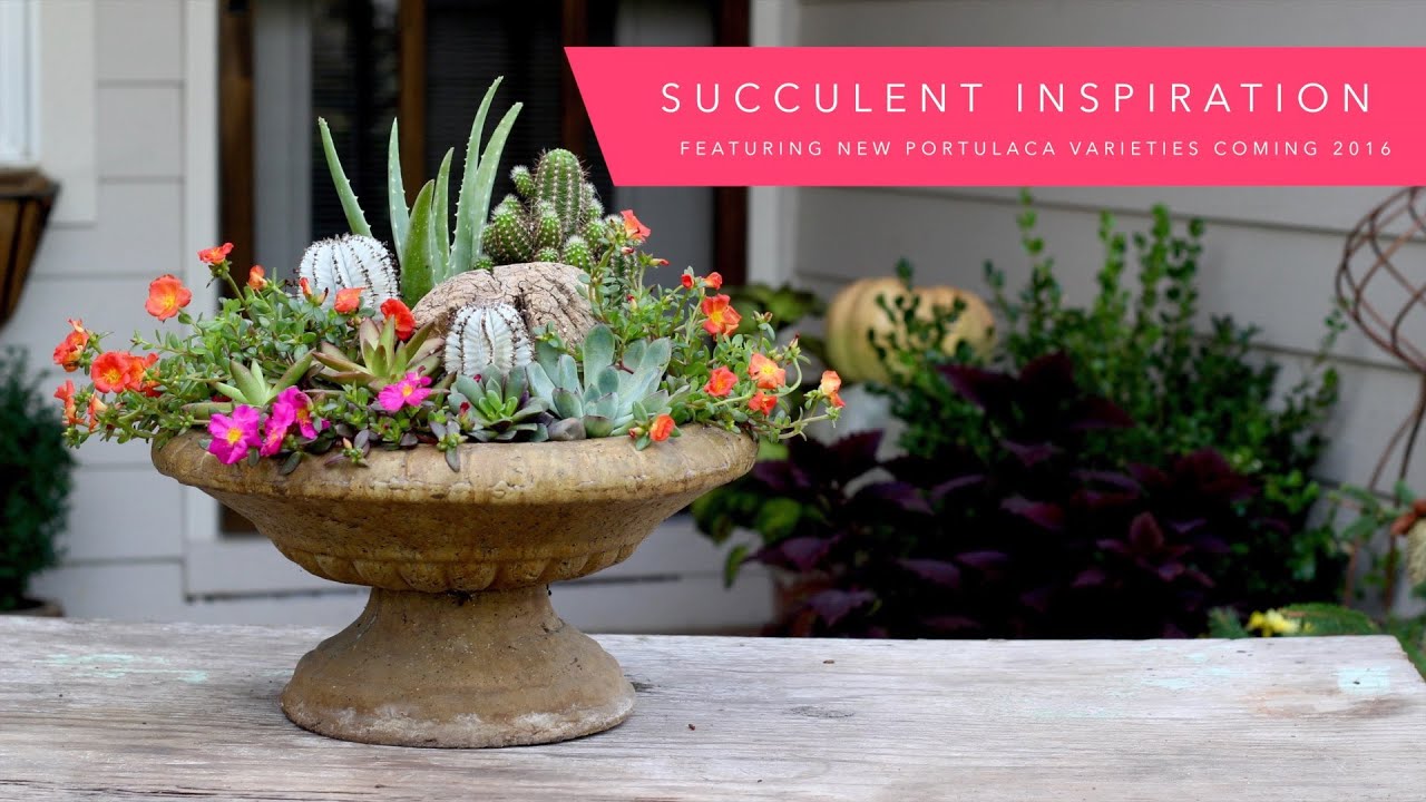 Succulent Inspiration with Proven Winners - YouTube