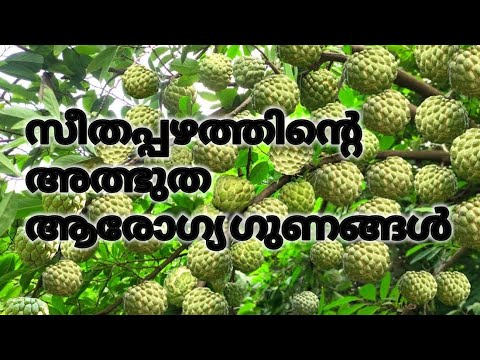സീതപ്പഴം | Custard Apple | Seetha Pazham | കസ്റ്റാർഡ് ആപ്പിൾ - YouTube
