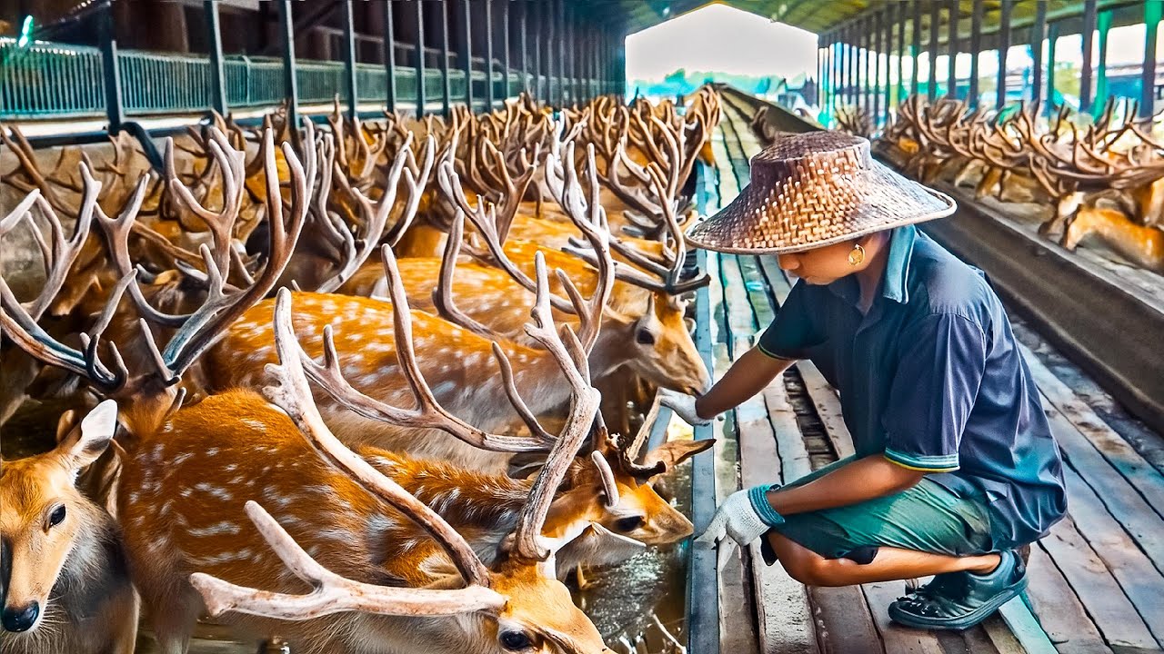 Deer Farm - Millions Deer Farming in China for Antlers, Meat - Deer ...