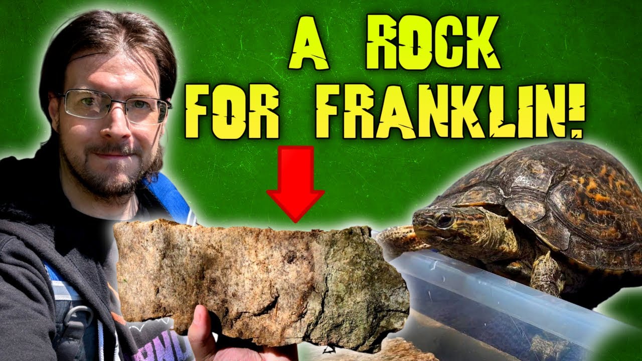 Finding The Perfect Rock for My Turtle - YouTube