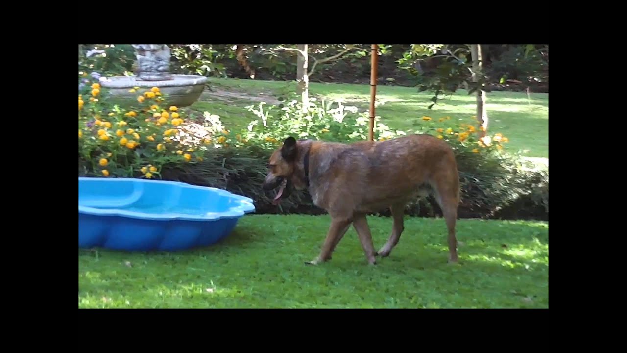 Hurley the Stumpy tailed Red Cattle dog at Play- - YouTube