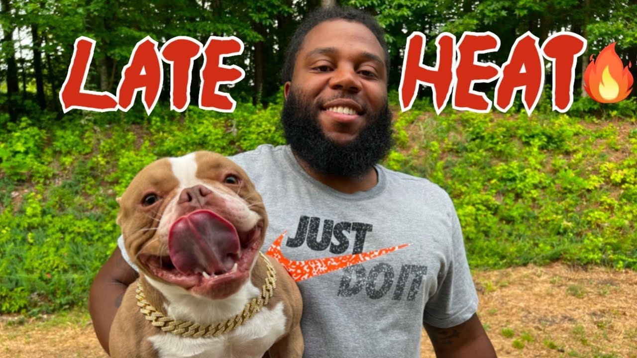 Patiently Awaiting My American Micro Bully Heat Cycle - YouTube