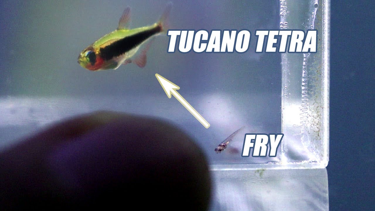 Tucano tetra fry grow in 30 days - YouTube
