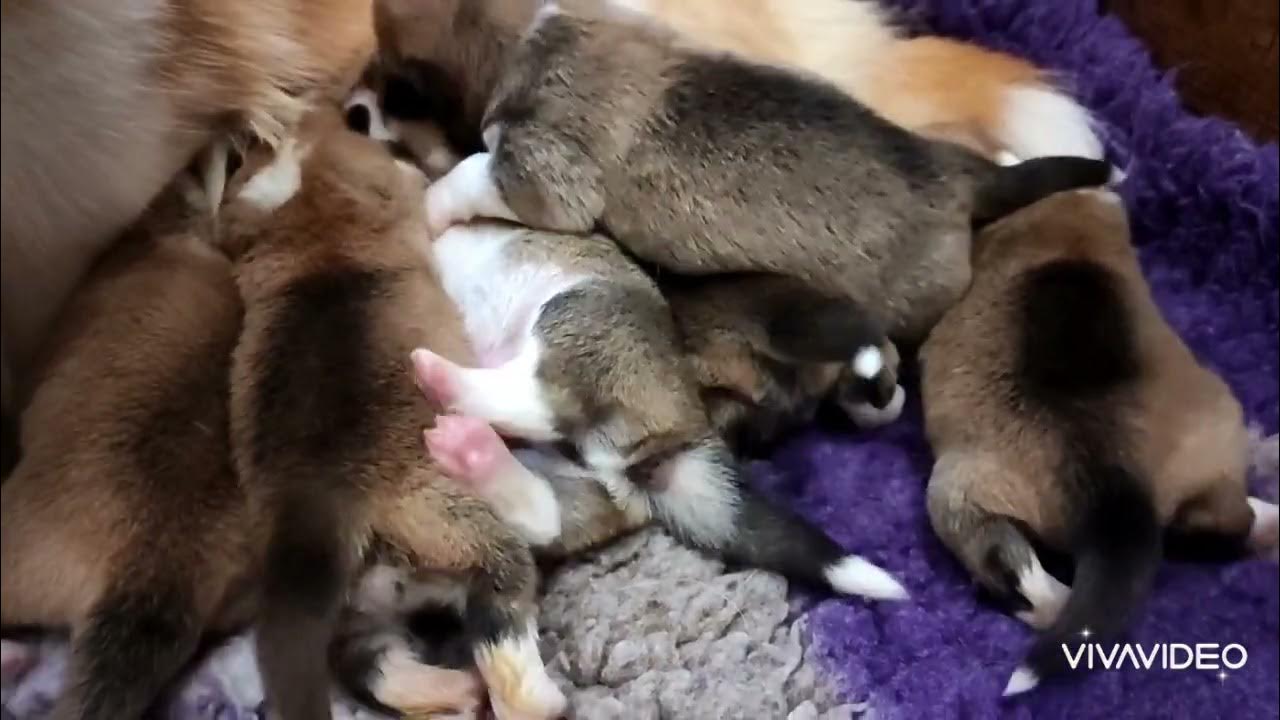 Щенячья суета)) - YouTube