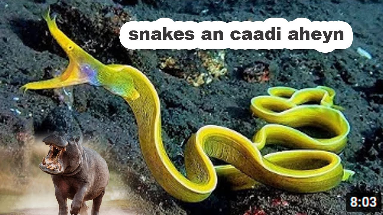 dabagalka xayawaanaadka - YouTube