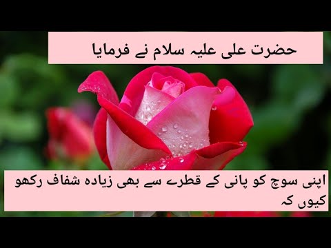 Hazrat Ali Quotes collation/ Motivate quotes/ Aqwalezareen Islamic ...