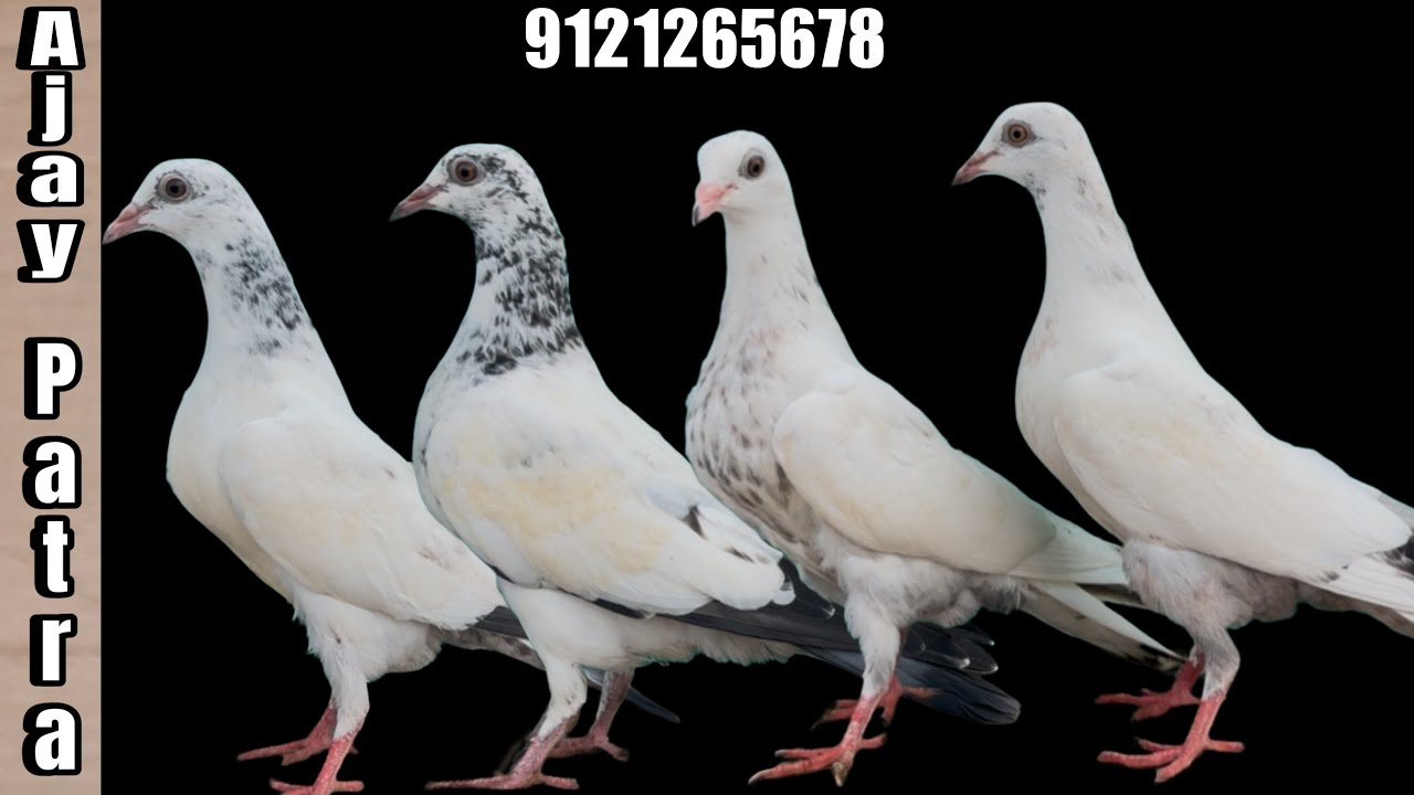 4 chicks successfully delivered to Ajay patra bhai | Kolkata ...