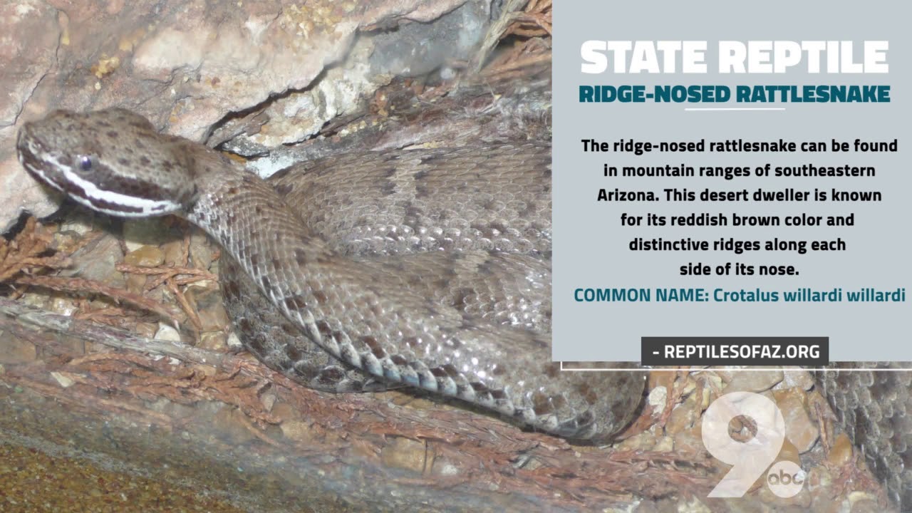 Animals of Arizona: These 5 critters represent the Grand Canyon State ...