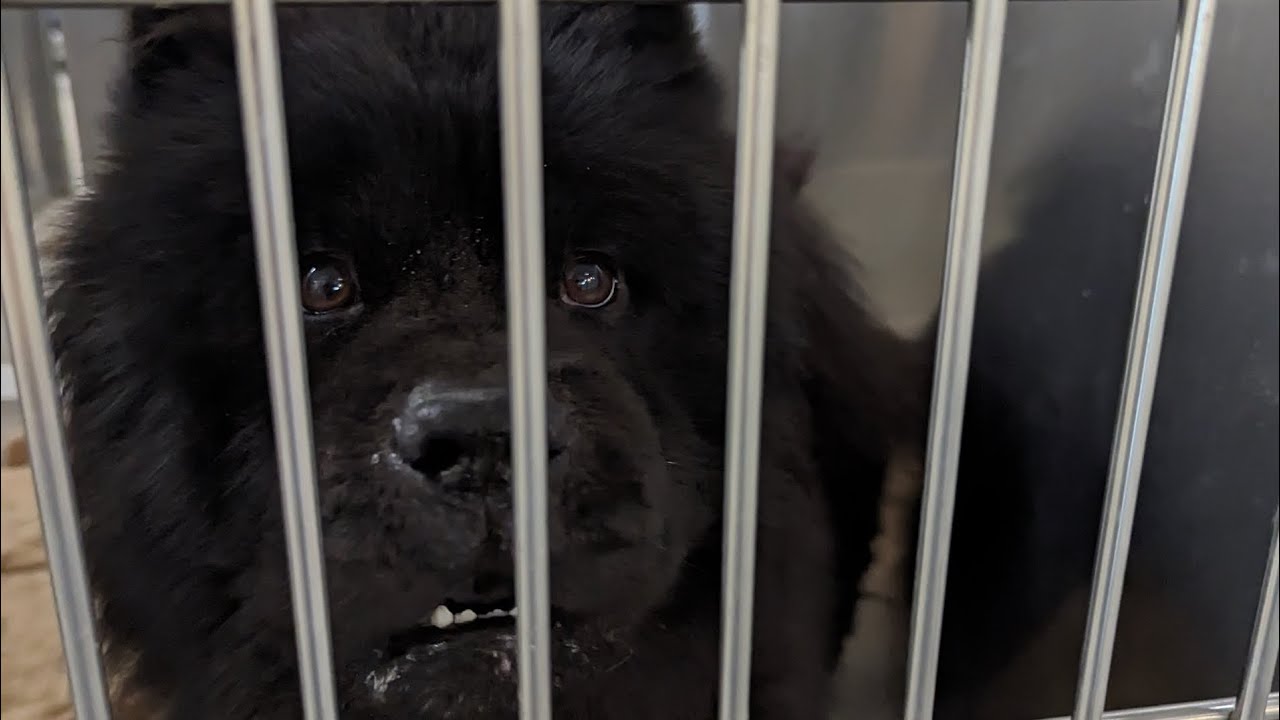 SCRAPS ANIMAL SHELTER ! Complete List of dogs as of 10/14/23 on video ...