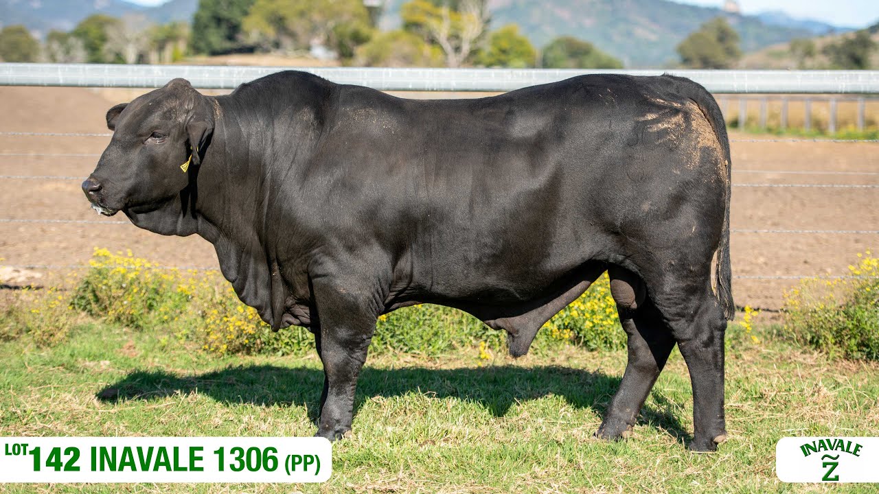 Lot 142 - INAVALE 1306 (PP) - YouTube